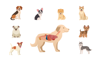 Dog Breeds And Basic Anatomy – Online Training Academy
